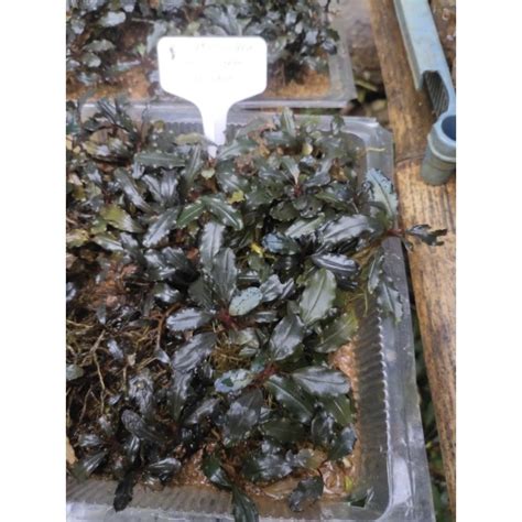 Jual Tanaman Air Buce Shopee Indonesia