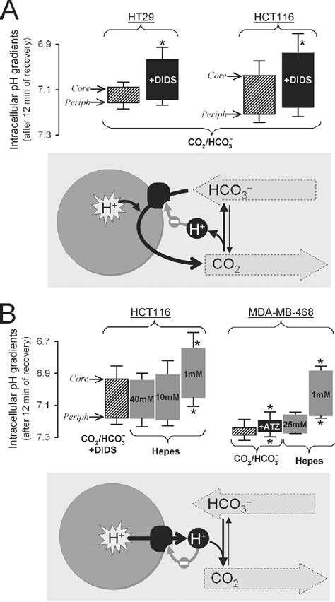 Figure 6 From Dual Role Of Co2 Hco3− Buffer In The Regulation Of Intracellular Ph Of Three