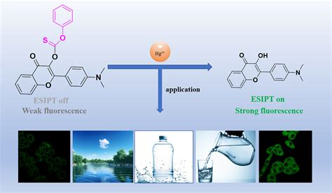 A Highly Selective Turn‐on Fluorescence Sensor For Detecting Hg2 Based On Flavonol And Its