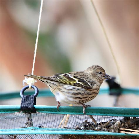 Backyard Birds Of Mississippi Bird Watching Academy