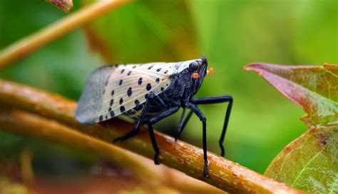 Tweets Provide Insights On How Invasive Insects Spread