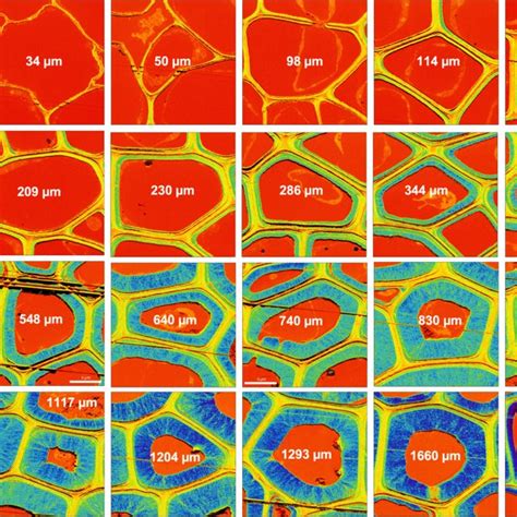 Indentation Modulus Maps Of The Different Cells Measured In The First