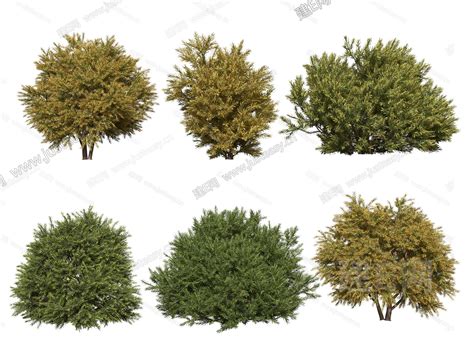 灌木植物模型组合 建e网3d模型下载网