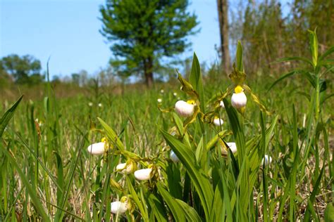 Watching Plant Sex In The Woods Learning About Our World One Plant At A Time