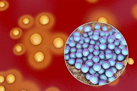 Bacteria Staphylococcus Aureus 3d Illustration Stock Illustration Illustration Of Medical