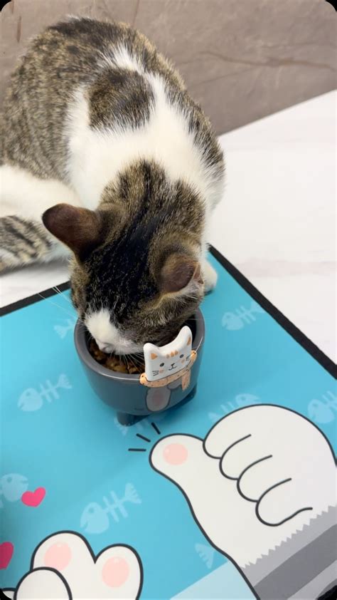 ‎تولیدکننده مت آب و غذا پت‎ ‎دیگه خیالت راحت باشه ️ با مت های می پت