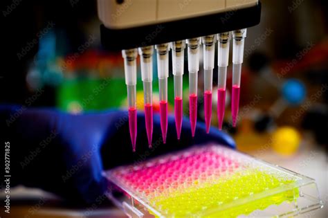 Scientist Holding Multi Channel Pipette Withdrawing Pink Color Solution From 96 Well Plate For