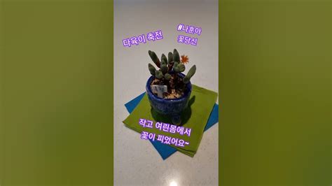 다육이 축전이 꽃을 피웠어요shorts식물 식집사 반려식물 식물키우기 가드닝 베란다정원 베란다가드닝 다육이축전