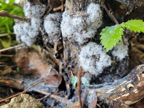 Anyone Know What This Is Its Been Growing On The Stump Of A Cut Down