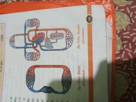 Double Circulation Class 10 Pdf Download