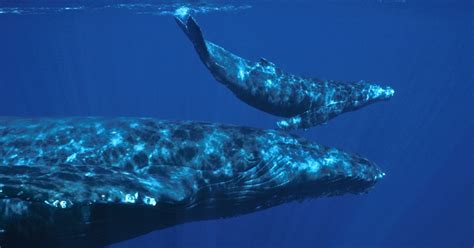 Scientists Visualize Two Entangled Light Particles In Real Time And It Looks Like A Quantum Yin