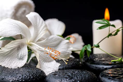 스파 개념을 꽃 델리케이트 인명별 하비스쿠스 녹색 잔가지 0명에 대한 스톡 사진 및 기타 이미지 0명 개념 개념과 주제 Istock