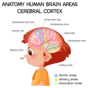 Cerebral Cortex