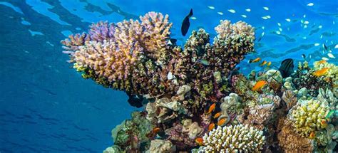 The Best Time To Cruise To Bermuda Ncl Travel Blog