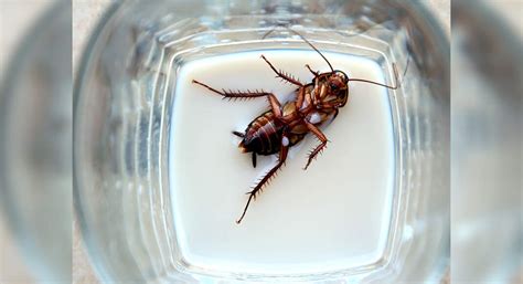Why Cockroach Milk Can Never Be The Next Superfood