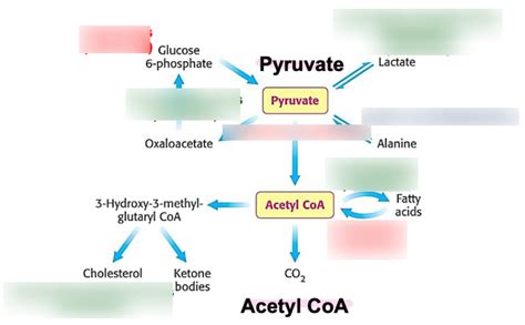 Pyruvate Metabolic Junction Diagram Quizlet