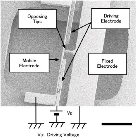 Sem Image Of The Mems Device It Has The Two Tips Attached To The Fixed Download Scientific