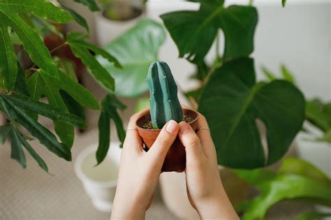 Class101 식물의 싱그러움을 일상으로 내 방에서 시작하는 식물 생활 『홈 가드닝 클래스』