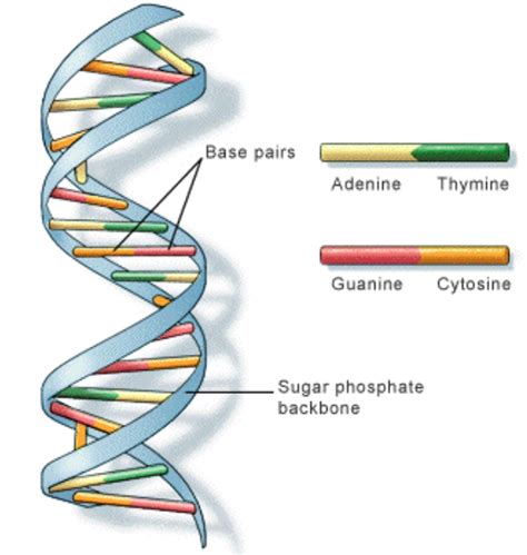 Structure Of Dna Class 10 Heredity And Evolution