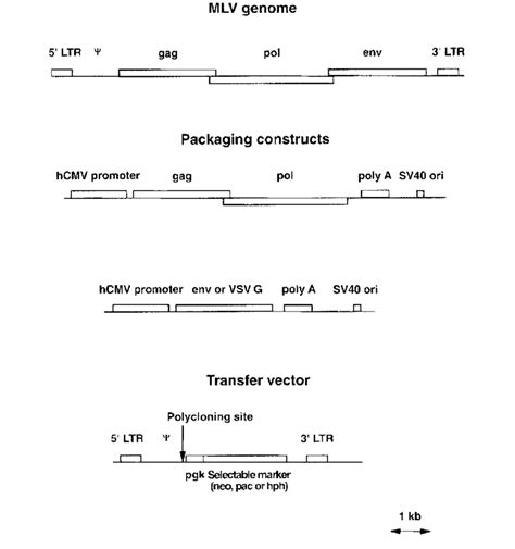 Retroviral Vector System Based On The Moloney Murine Leukemia Virus Download Scientific
