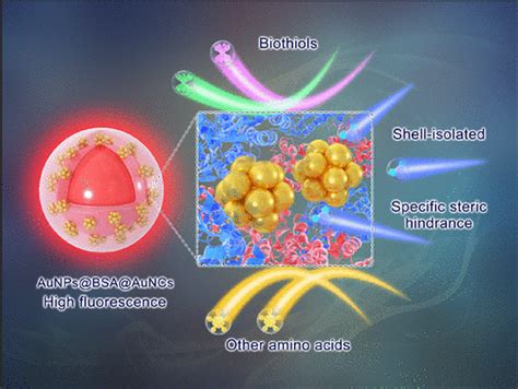 Engineering Plasmon Enhanced Fluorescent Gold Nanoclusters Using Bovine