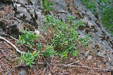 Paxistima Canbyi Cliff Green Fsus
