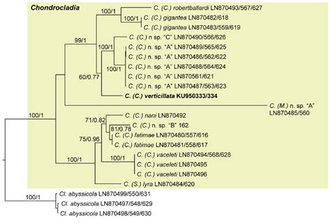 Maximum Likelihood Ml Consensus Tree From The Phylogenetic Analysis