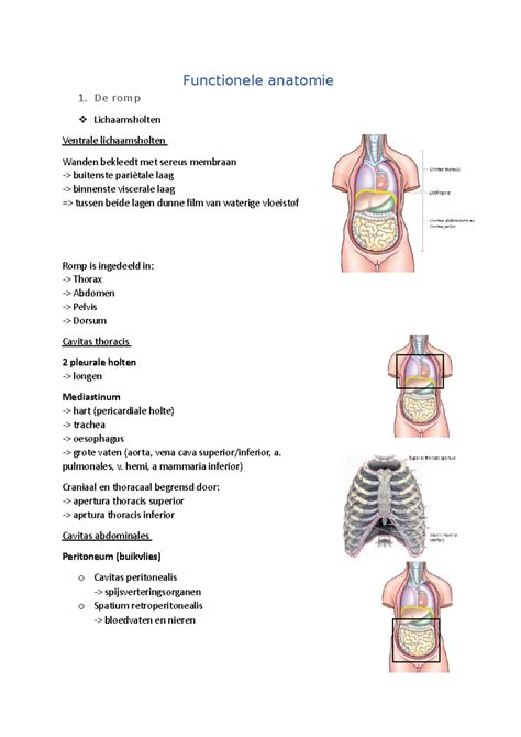 De Romp Schijf 2 Functionele Anatomie De Romp Functionele Anatomie 1 De Romp