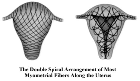 Symmetric Patterns In The Female Genitals By Dr Nelson Soucasaux At The Museum Of