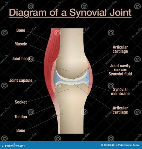 Bone Joint Diagram Labeled Black Background Vector Illustration