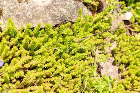 Tasteless Stonecrop Or Sedum Sexangulare Plant In Zurich In Switzerland