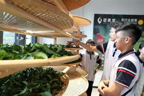 福建 武夷山开展茶文化特色教育 腾讯新闻