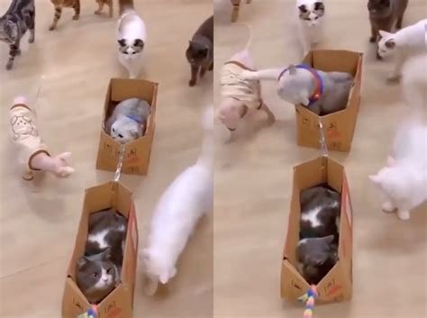 고양이 기차 아늑한 승객들과 치열한 자리싸움 디피펫