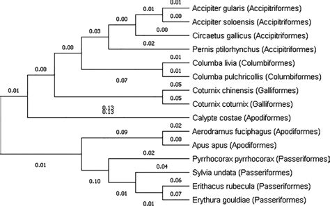 Neighbor‐joining Tree Based On Dna Genetic Distances Neis Standard