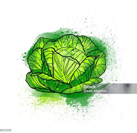 손으로 그린 화려한 밝은 신선한 양상추 양배추 샐러드입니다 수채화 흰색 배경입니다 건강한 생활방식에 대한 스톡 벡터 아트 및