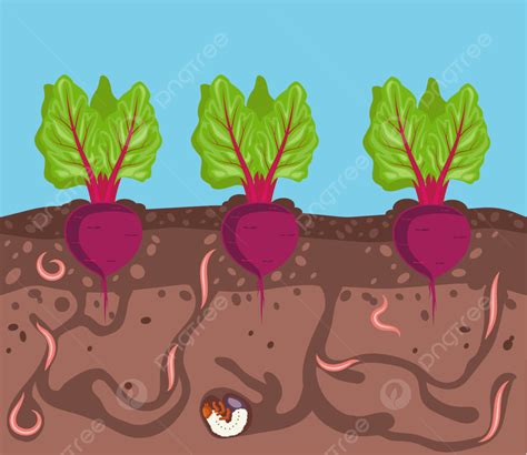 Gambar Sayuran Kartun Dan Namanya 6 Jenis Sayuran Yan