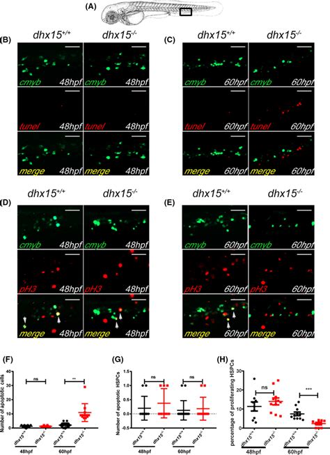 Abated Proliferation But Not Excessive Apoptosis Of Hspcs Is Observed Download Scientific