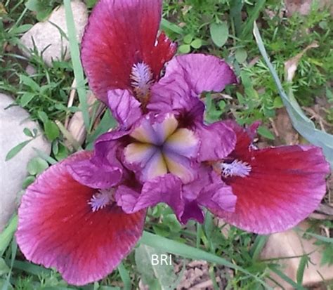 Candy Apple Black Ridge Iris