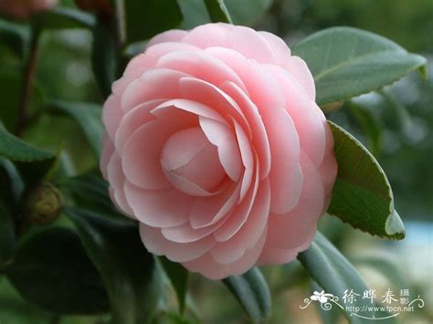 山茶Camellia japonica 花卉图片网