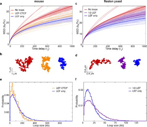 Lef Activity Constrains Chromatin Motion As Revealed By Rouse Type Download Scientific Diagram