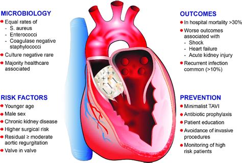 Summary Of Current Literature Surrounding Infective Endocarditis Download Scientific Diagram