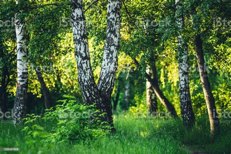 햇빛에 여름 숲에서 이중 나무와 경치 황금 빛에 공원에서 아름다운 이중 자작 나무와 녹색 풍경 화창한 아침에 자작 나무 숲에 멋진 자연 전망 신선한 녹지 0명에 대한 스톡