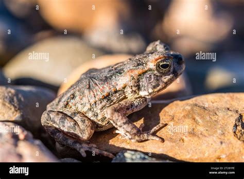 Cane Toad Rhinella Marina Also Known As The Giant Neotropical Toad