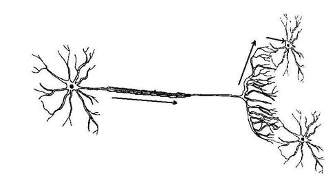 Topological Event Grouping And Partitioning Of Axonal Delays Synaptic Download Scientific