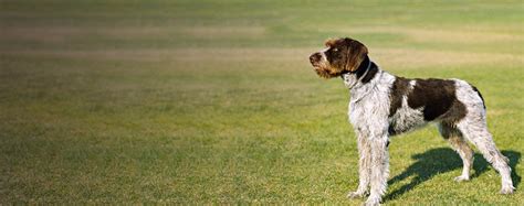 What Breed Is A Poodle Pointer