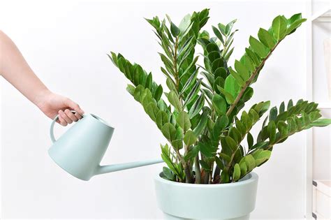 金錢樹基礎照顧指南 盆空間 Flower Plant Studio
