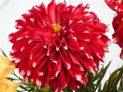 Plants With Large Bold Red Flowers To Brighten Up Your Garden