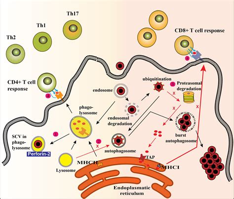 Staphylococcus Bacteria Diagram