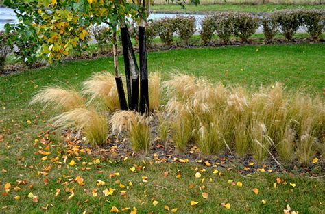잔디의 마른 잎은 바람에 말리고 머리카락처럼 보입니다 잔디와 여러 나무 판금 연석과 가벼운 대리석 석회암 뿌리 덮개 자갈화장 가을의 현대적인 공원 가을에 대한 스톡 사진 및