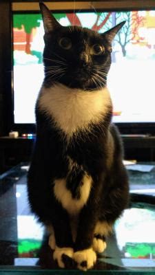 Cats Center Porn Photo Pics Cats Center Porn Photo Pics